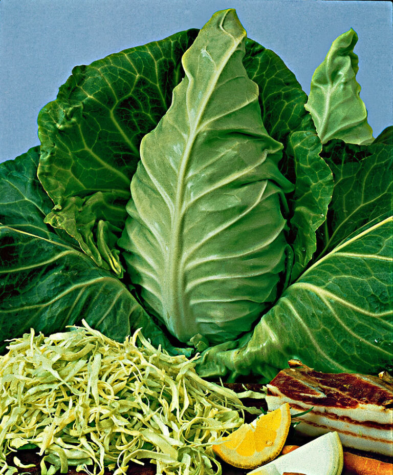 Semillas de Repollo Corazon de Buey – Semillería San Alfonso