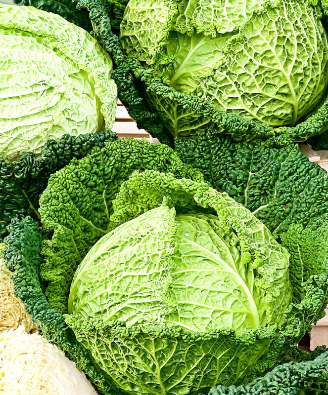 Semillas de Repollo Savoy Ace Plus F1 – Semillería San Alfonso