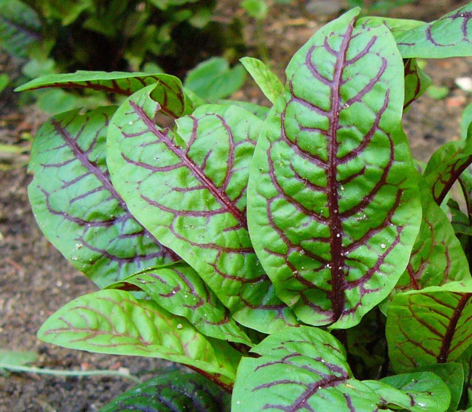 Semillas de Rumex Red Venied (100 grs) – Semillería San Alfonso