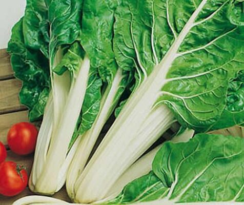 Semillas de Acelga Tallo Blanco D´Ámpuis ( 1 Kg) – Semillería San Alfonso