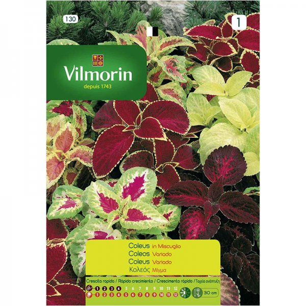Semillas de Coleus (0.2 grs) – Semillería San Alfonso