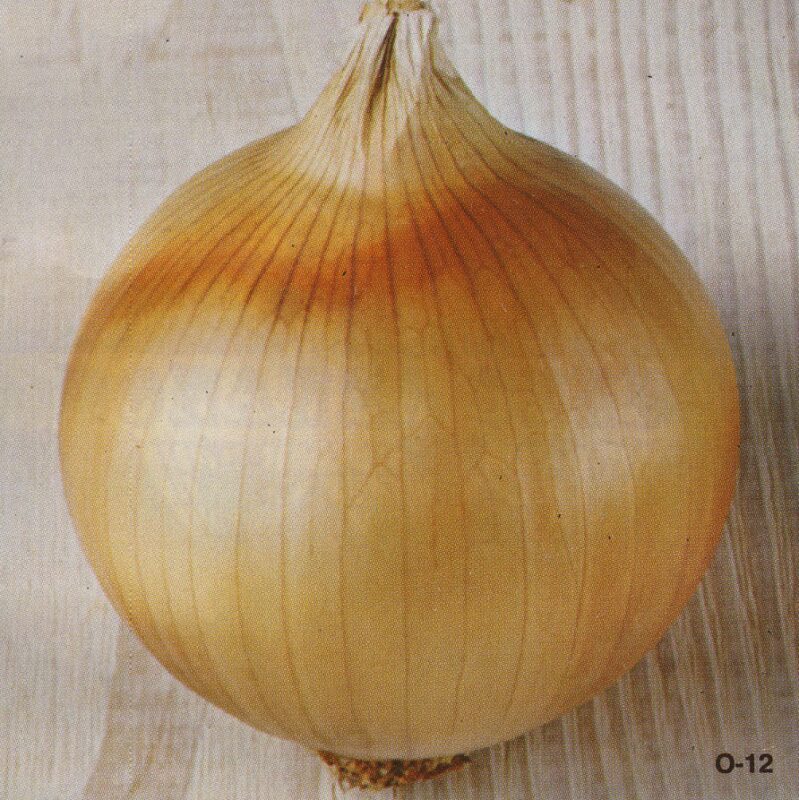 Semillas de Cebolla Texas Grano 502 – Semillería San Alfonso