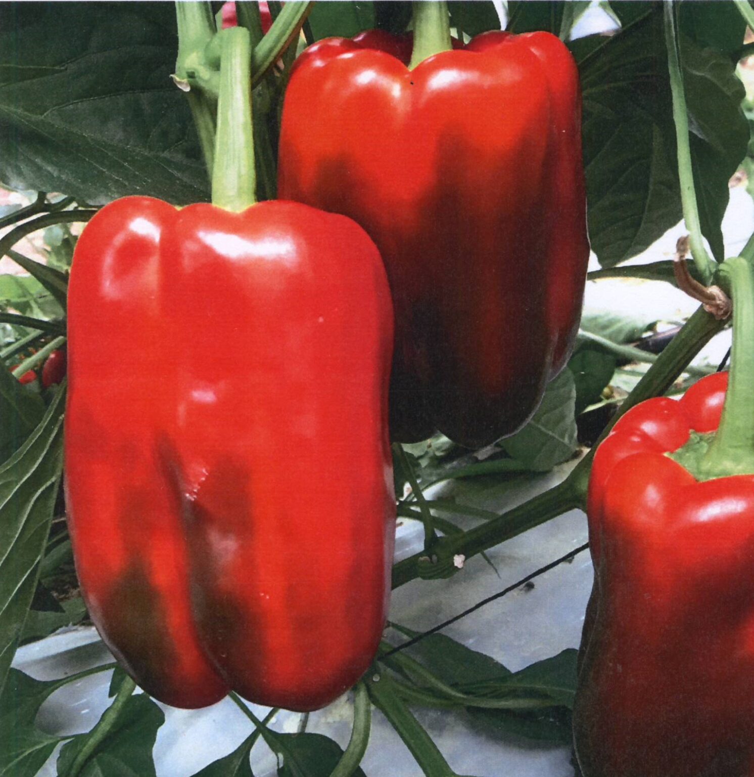 Pimiento – Semillería San Alfonso