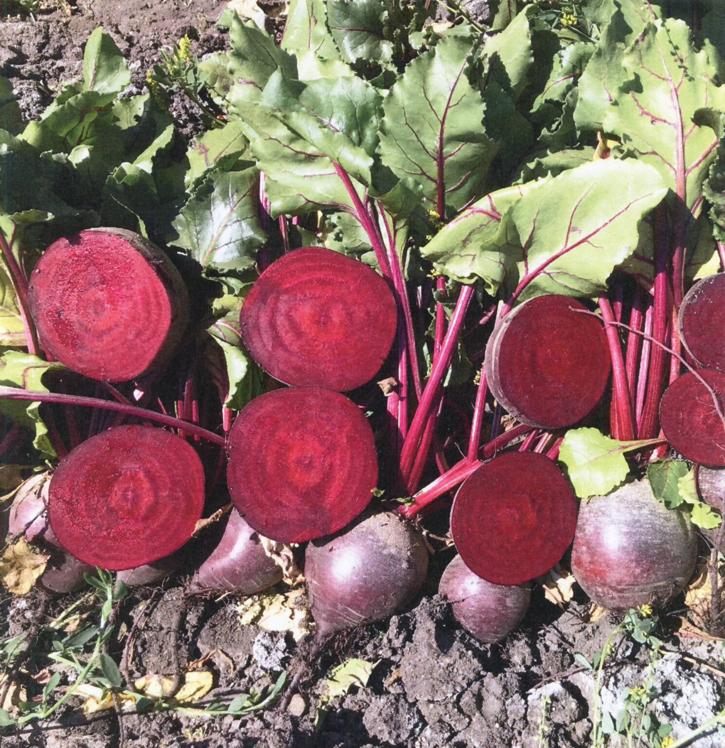 Semillas de Betarraga Betty F1 ( 100.000 semillas) RZ – Semillería San ...